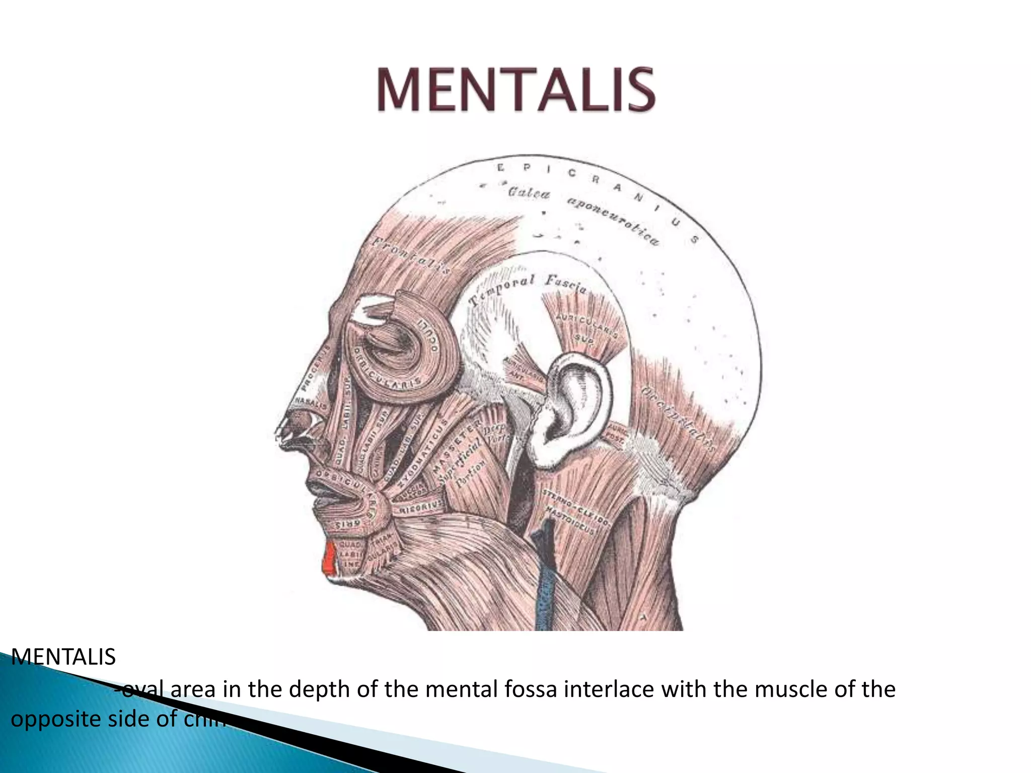 SPACES OF HEAD AND NECK | PPTX