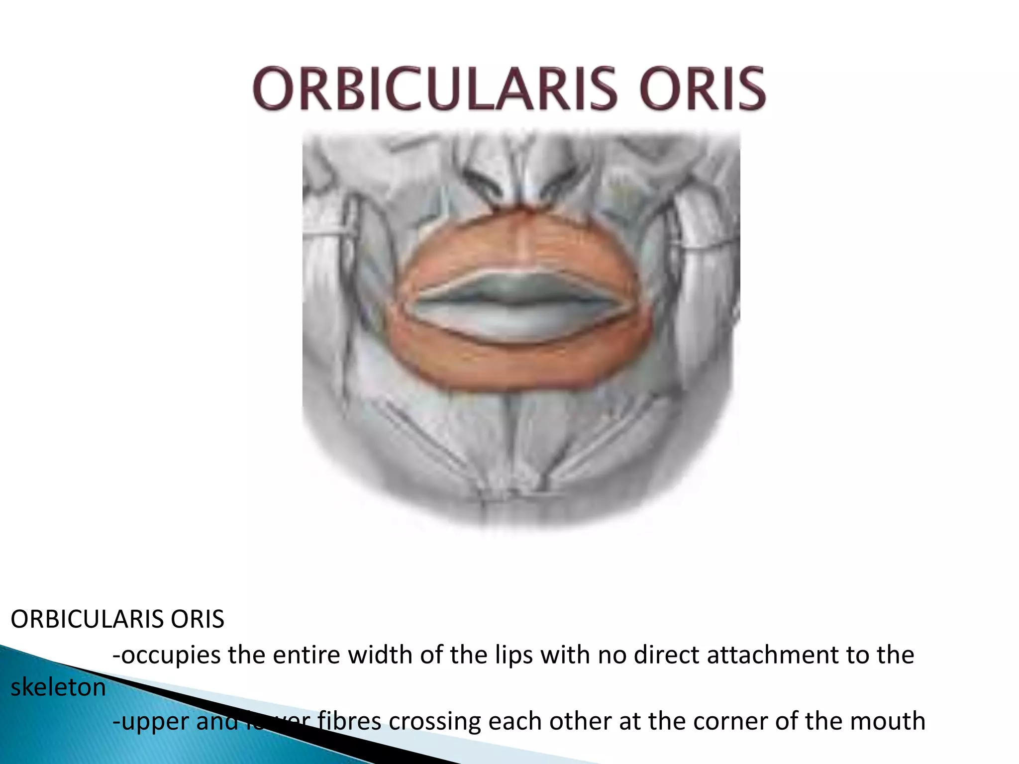 SPACES OF HEAD AND NECK | PPTX