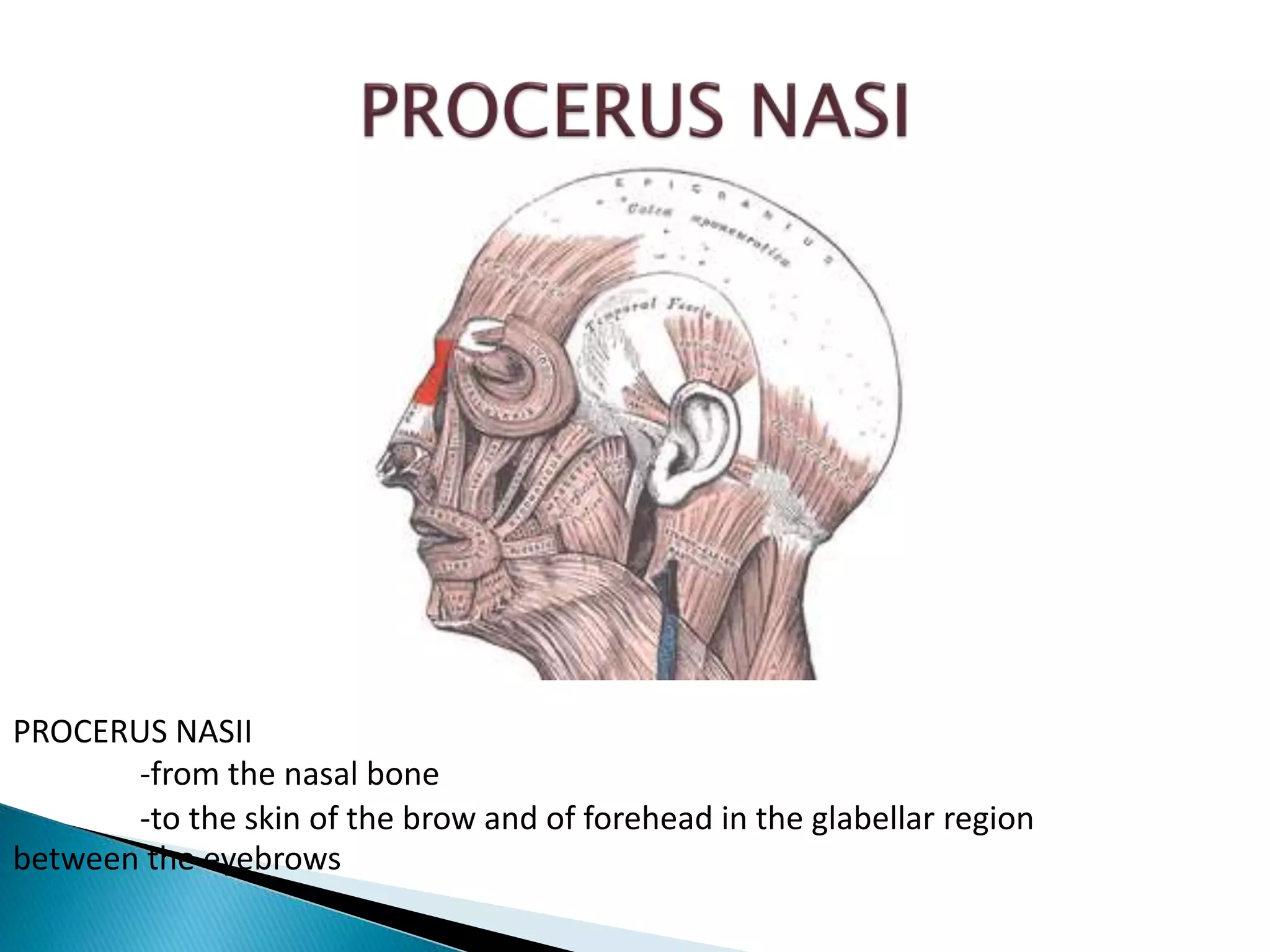 SPACES OF HEAD AND NECK | PPTX