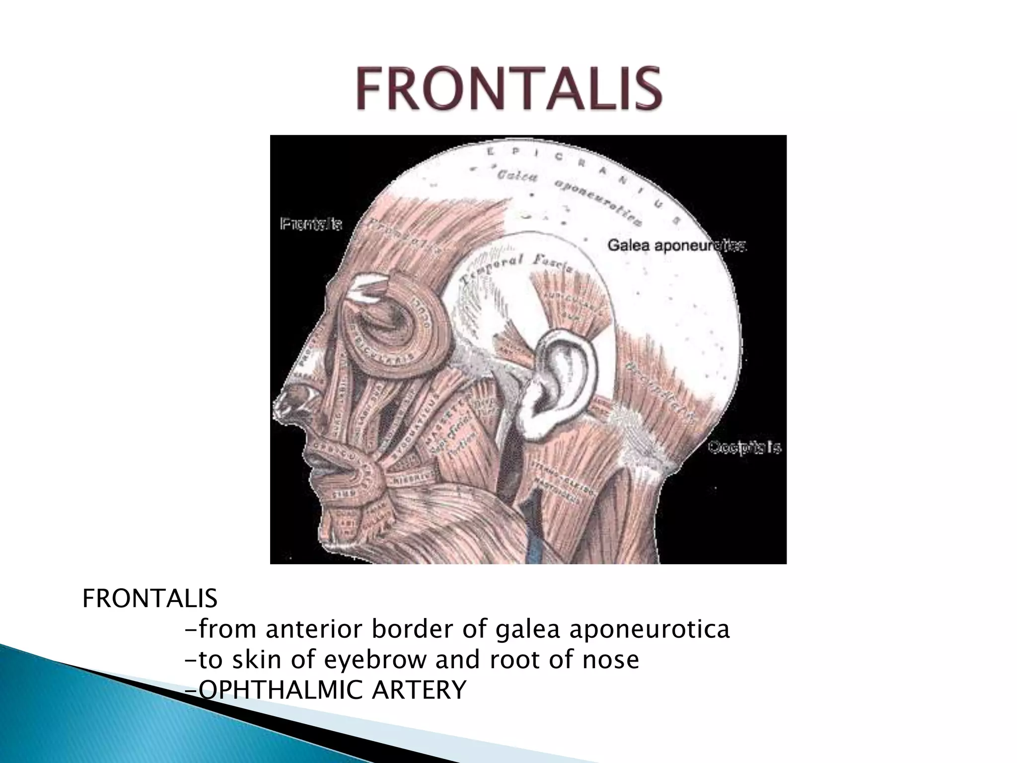 SPACES OF HEAD AND NECK | PPTX