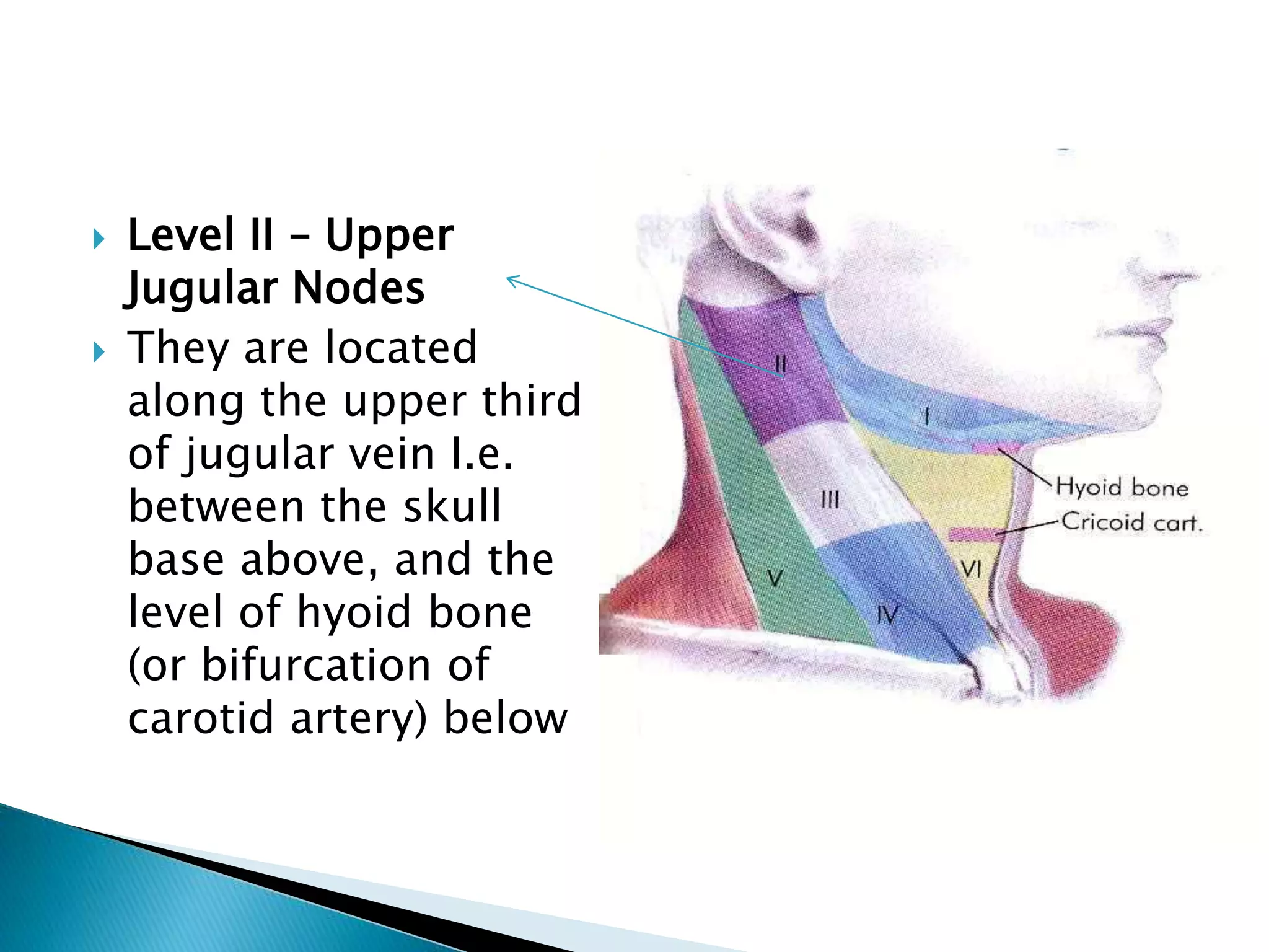 SPACES OF HEAD AND NECK | PPTX