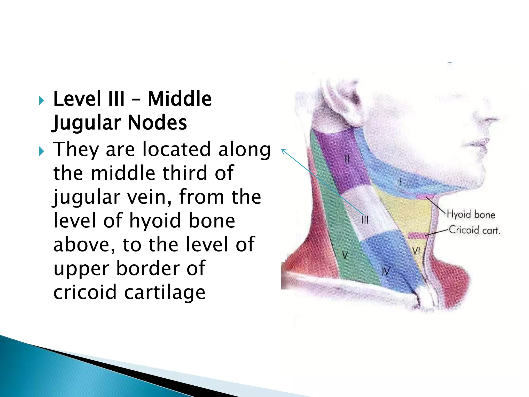 SPACES OF HEAD AND NECK | PPTX