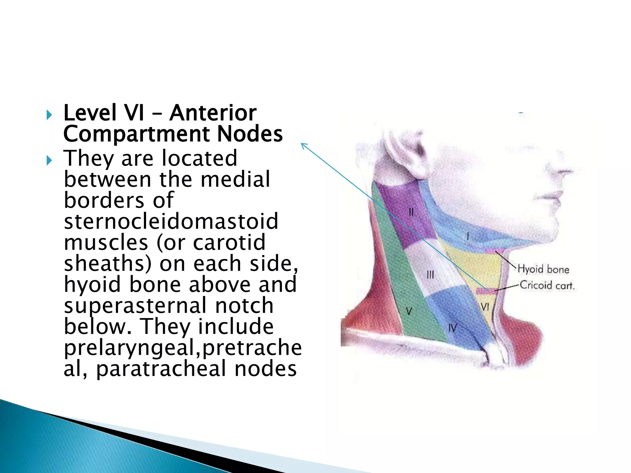 SPACES OF HEAD AND NECK | PPTX