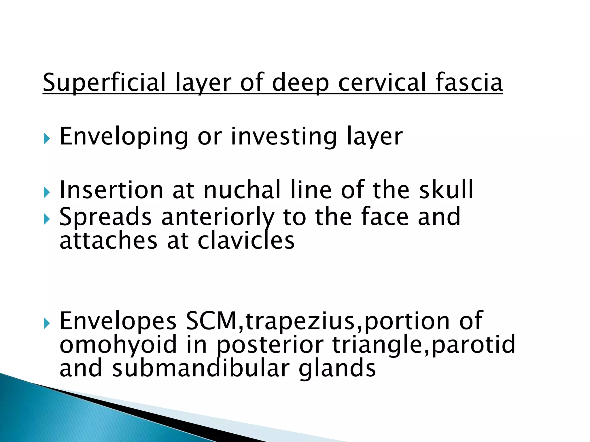 SPACES OF HEAD AND NECK | PPTX