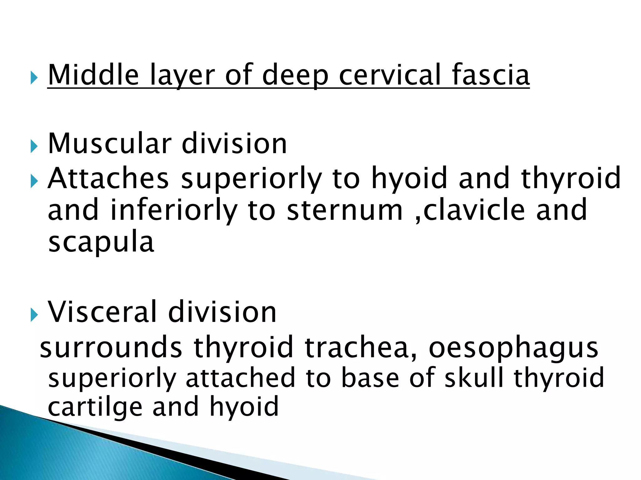 SPACES OF HEAD AND NECK | PPTX