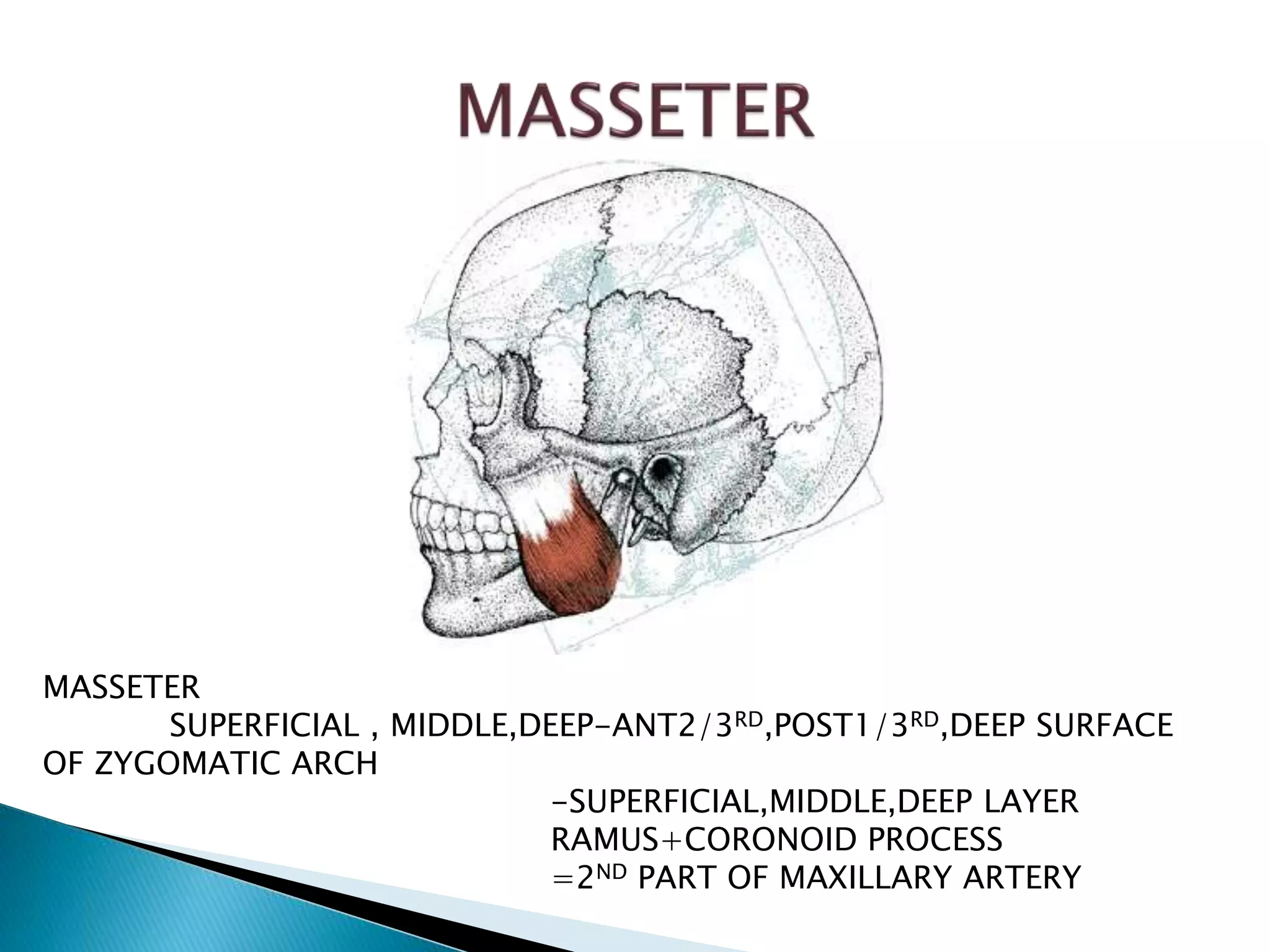 SPACES OF HEAD AND NECK | PPTX