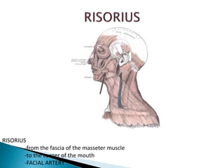 SPACES OF HEAD AND NECK | PPTX