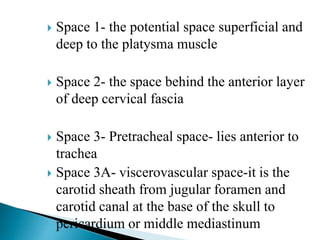 SPACES OF HEAD AND NECK | PPTX