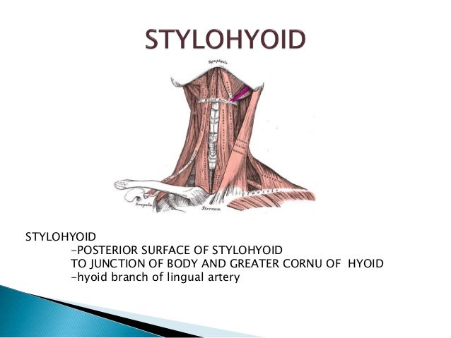 SPACES OF HEAD AND NECK