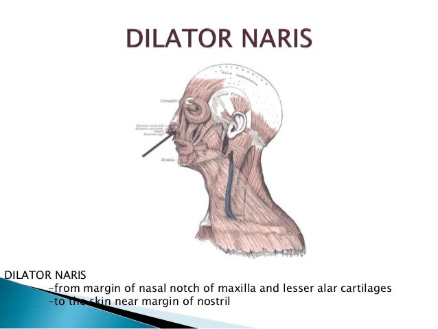 SPACES OF HEAD AND NECK