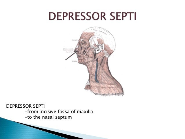 SPACES OF HEAD AND NECK