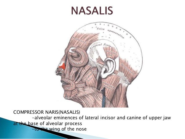 SPACES OF HEAD AND NECK