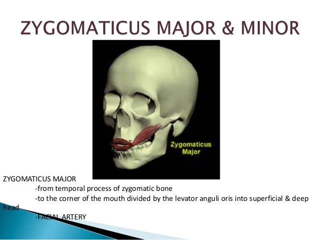 Zygomaticus Major Function