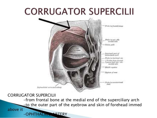 SPACES OF HEAD AND NECK