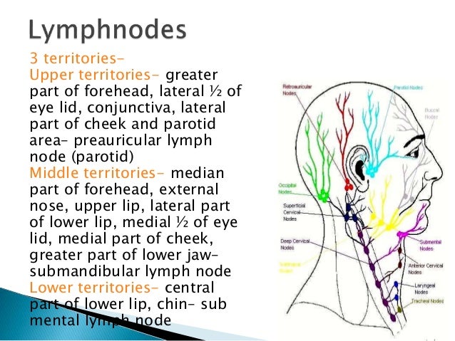 Infrahyoid Node