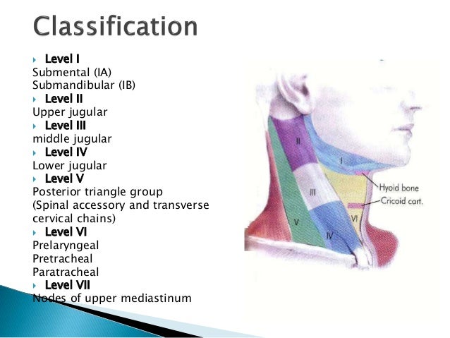 SPACES OF HEAD AND NECK