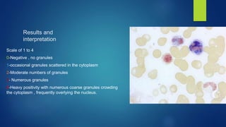 special stains in hematology and cytology | PPTX