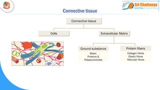 (2) Structural org - Connective Tissues.pdf