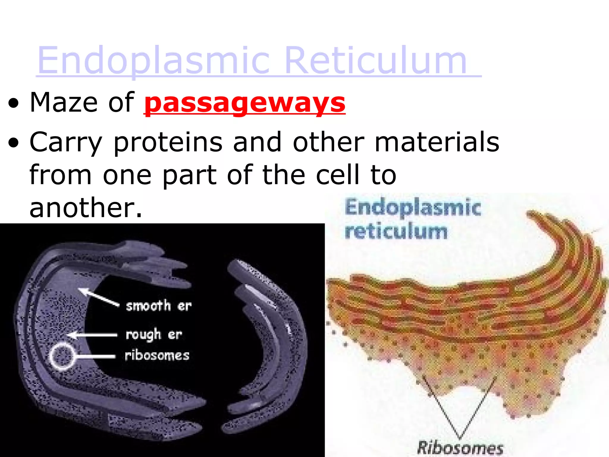 2 Structure Function Living Systems | PPT