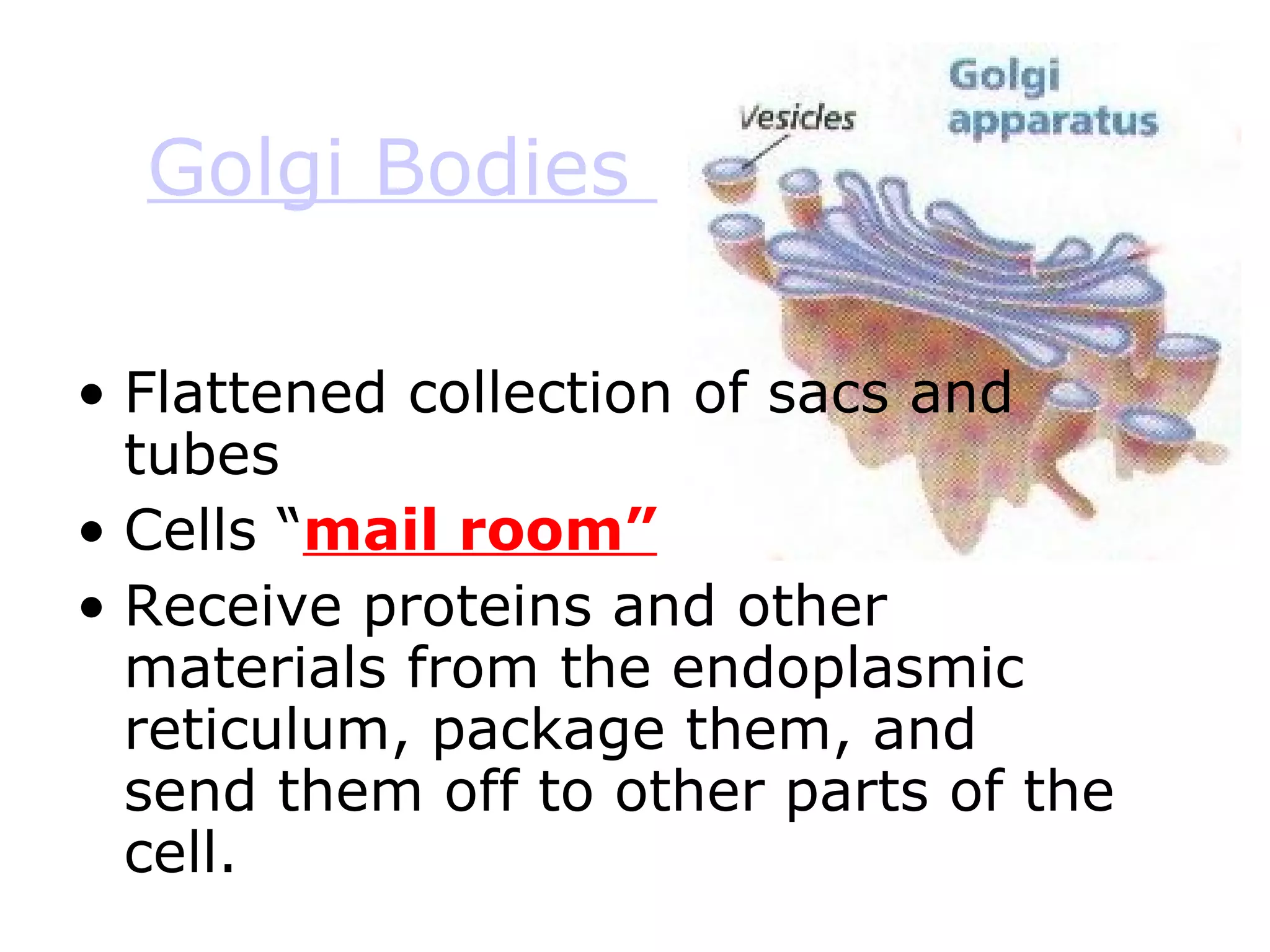2 Structure Function Living Systems | PPT