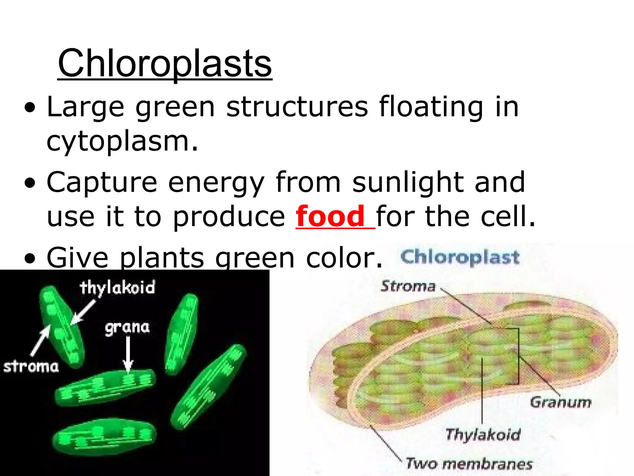2 Structure Function Living Systems | PPT