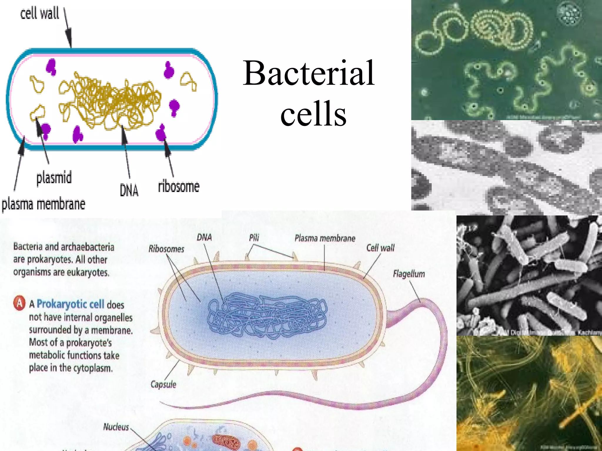 2 Structure Function Living Systems | PPT