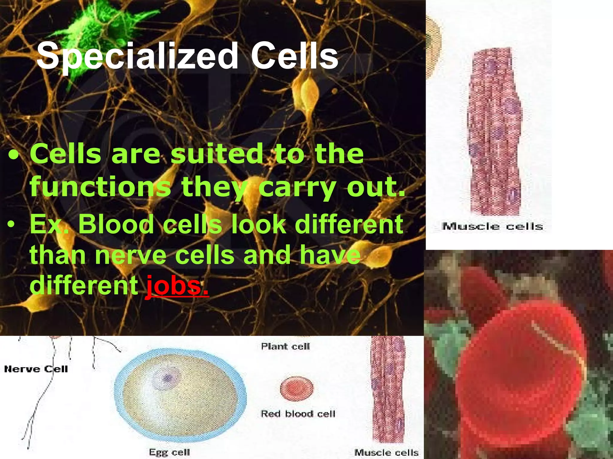 2 Structure Function Living Systems | PPT