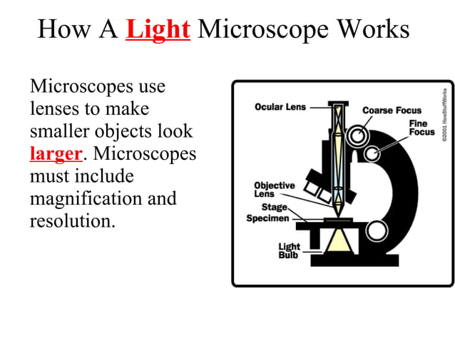 2 Structure Function Living Systems | PPT
