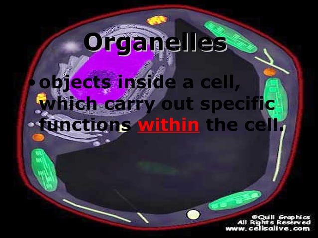 2 Structure Function Living Systems | PPT
