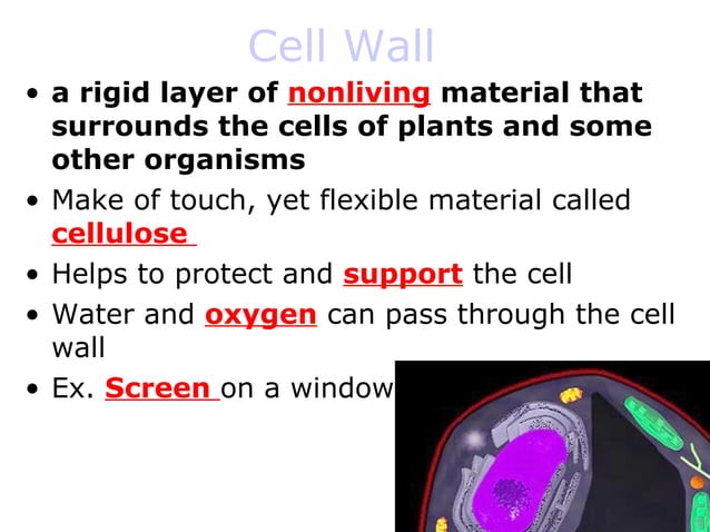 2 Structure Function Living Systems | PPT