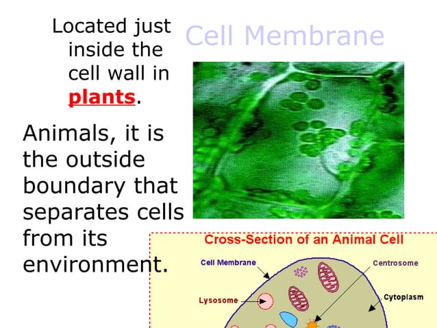 2 Structure Function Living Systems | PPT