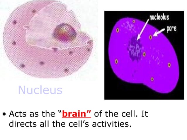 2 Structure Function Living Systems | PPT