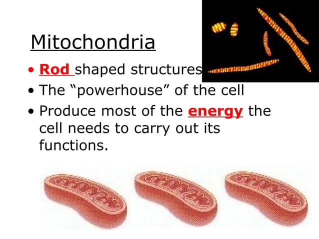 2 Structure Function Living Systems | PPT