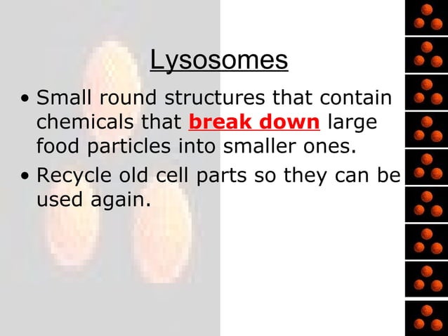 2 Structure Function Living Systems | PPT