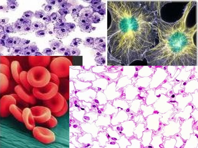 2 Structure Function Living Systems | PPT