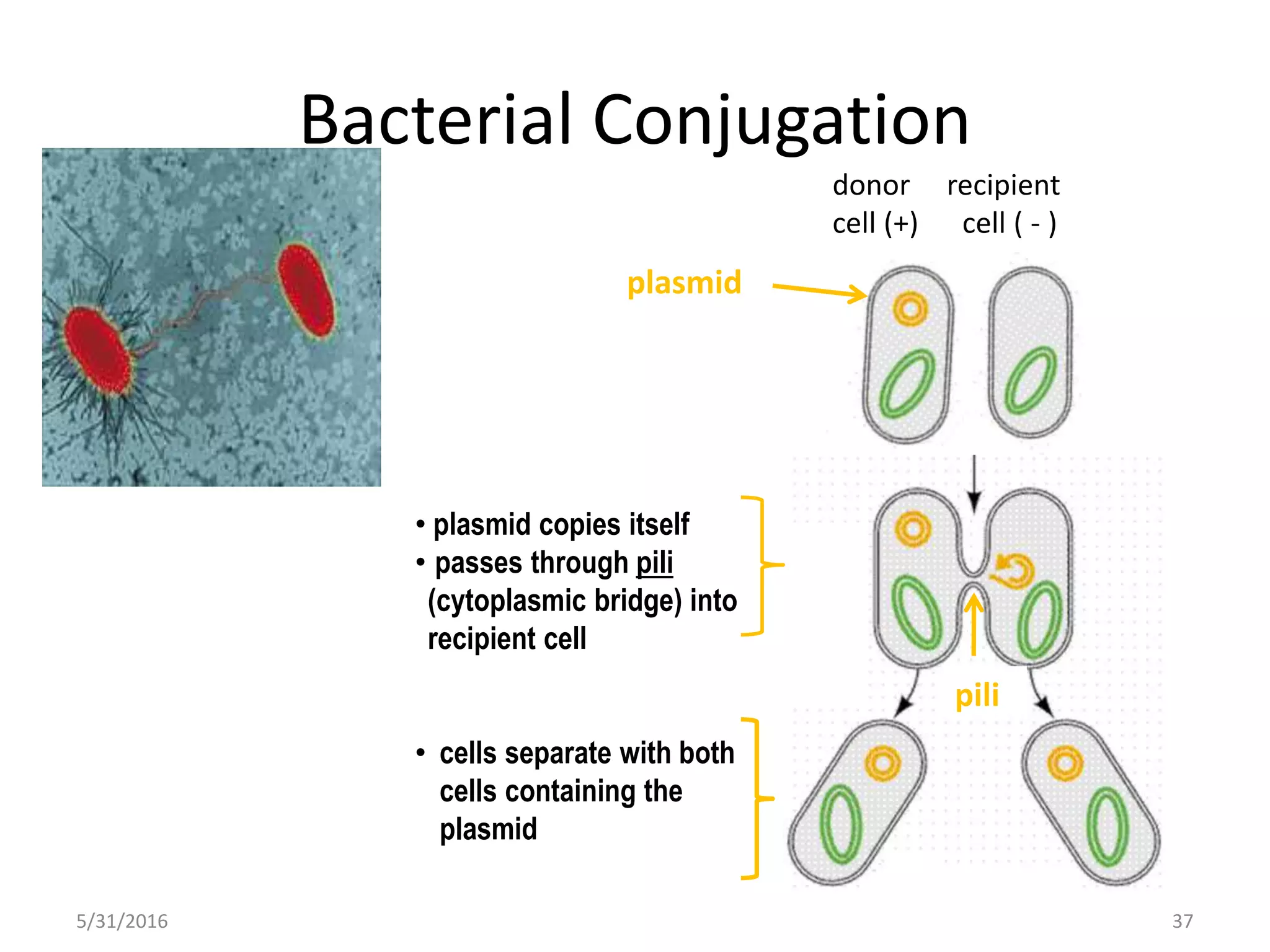 Structure, growth and reproduction of bacteria | PPTX