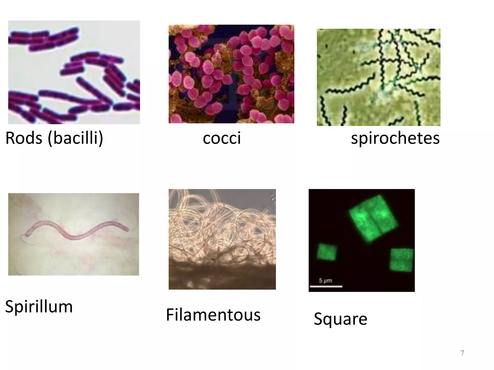 Structure, growth and reproduction of bacteria | PPTX