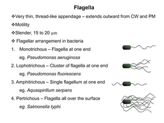 Structure, growth and reproduction of bacteria | PPTX