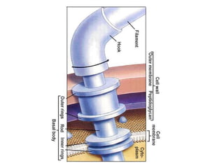 Structure, growth and reproduction of bacteria | PPTX