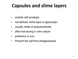 Structure, growth and reproduction of bacteria | PPTX