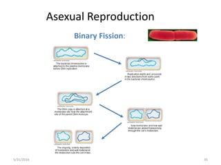 Structure, growth and reproduction of bacteria | PPTX
