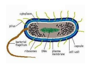Tetanus Bacteria Structure