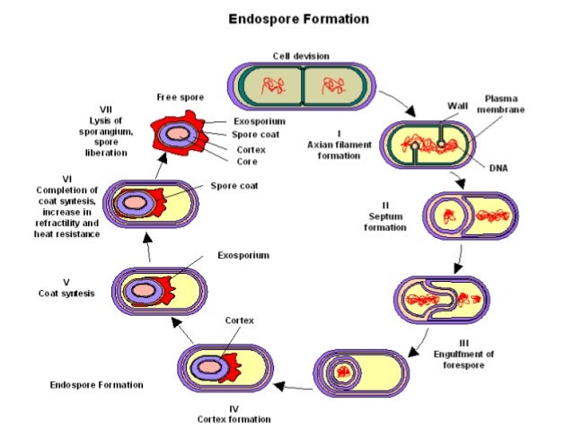 Structure, growth and reproduction of bacteria