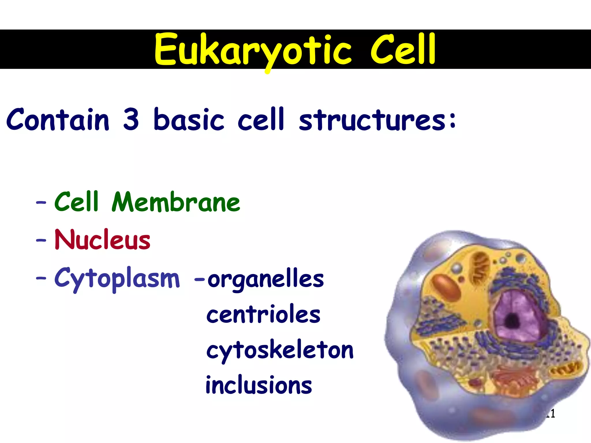 Structure of the cell.pdf