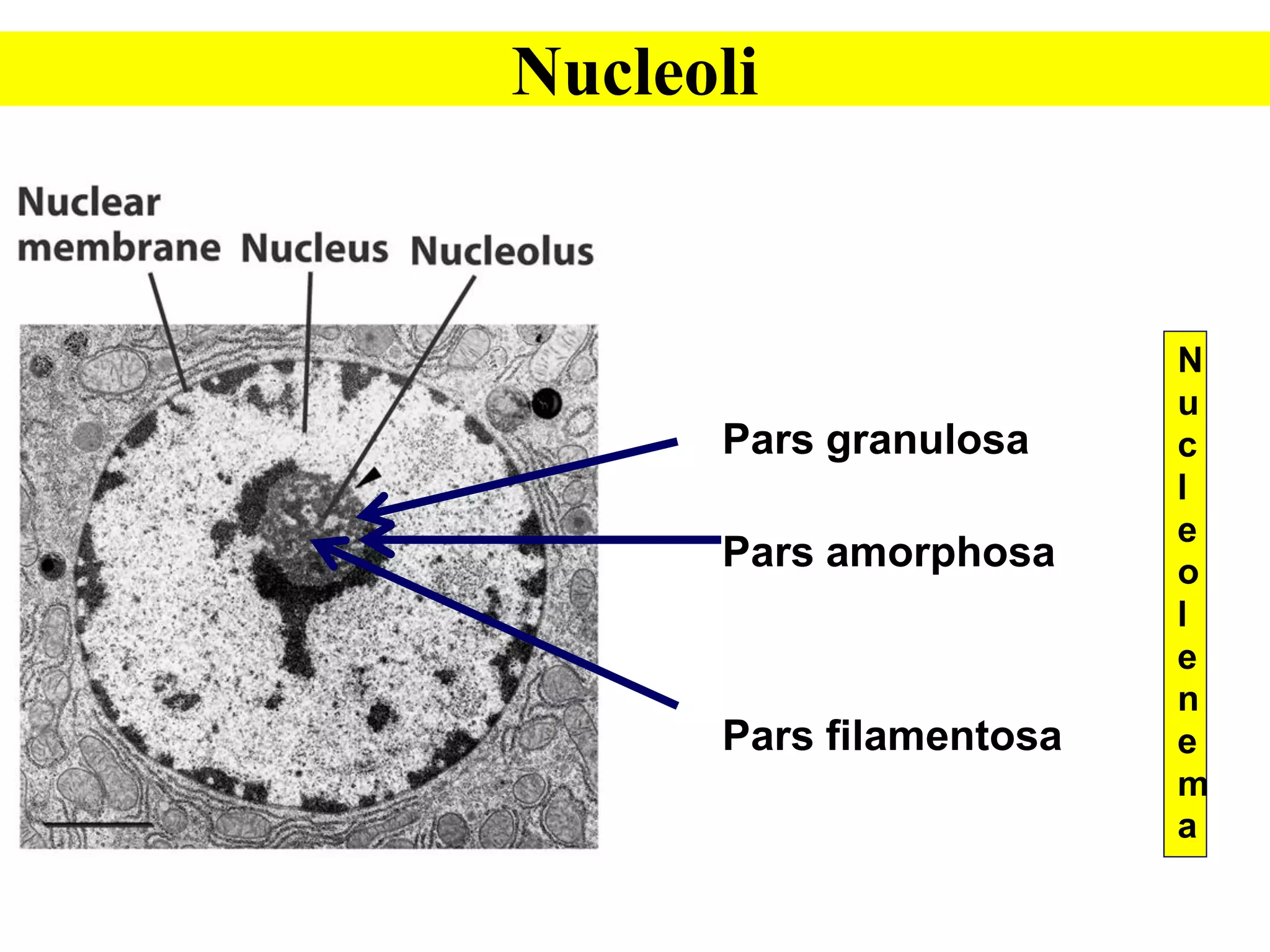 Structure of the cell.pdf