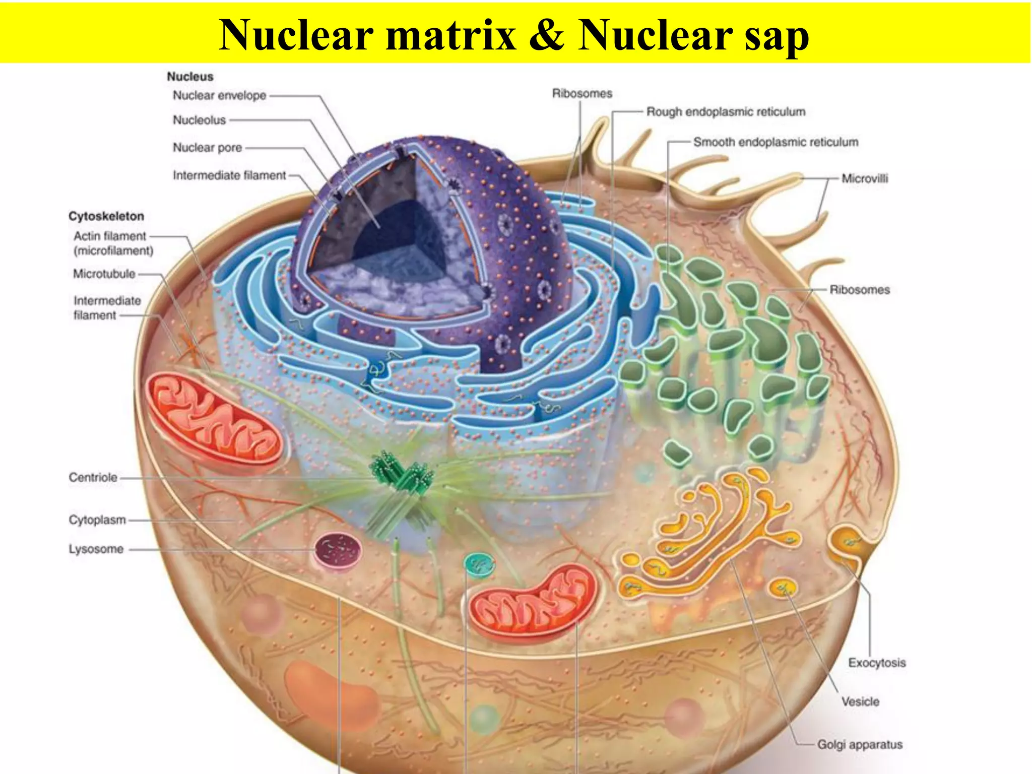 Structure of the cell.pdf