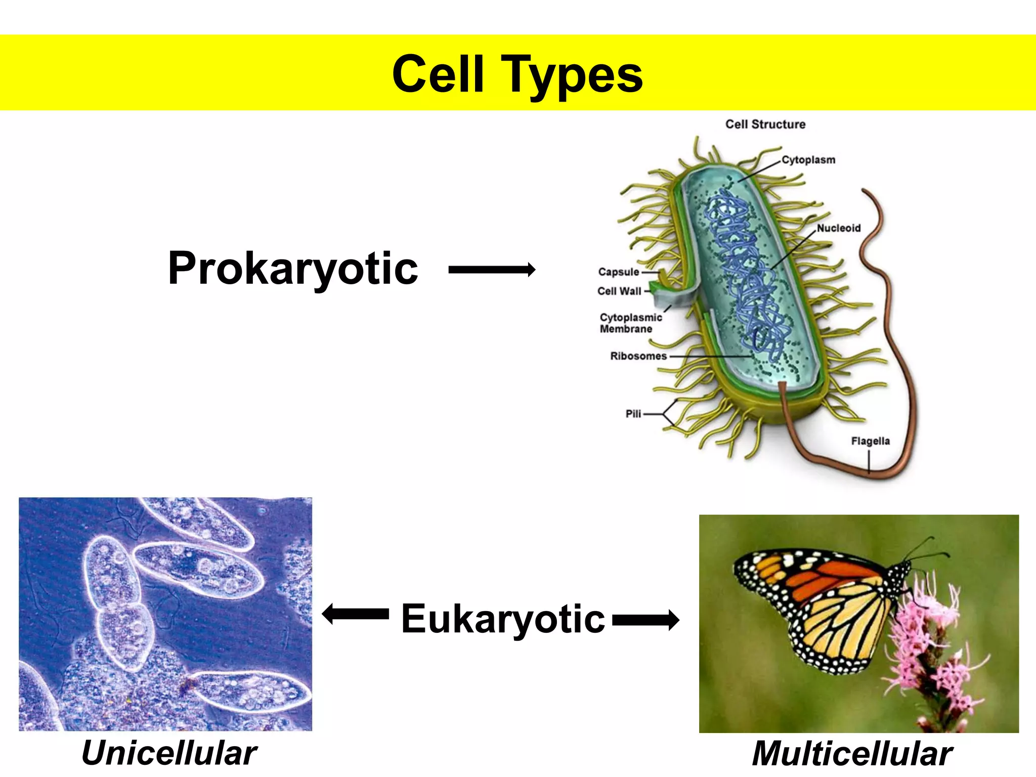 Structure of the cell.pdf