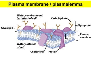 Structure of the cell.pdf