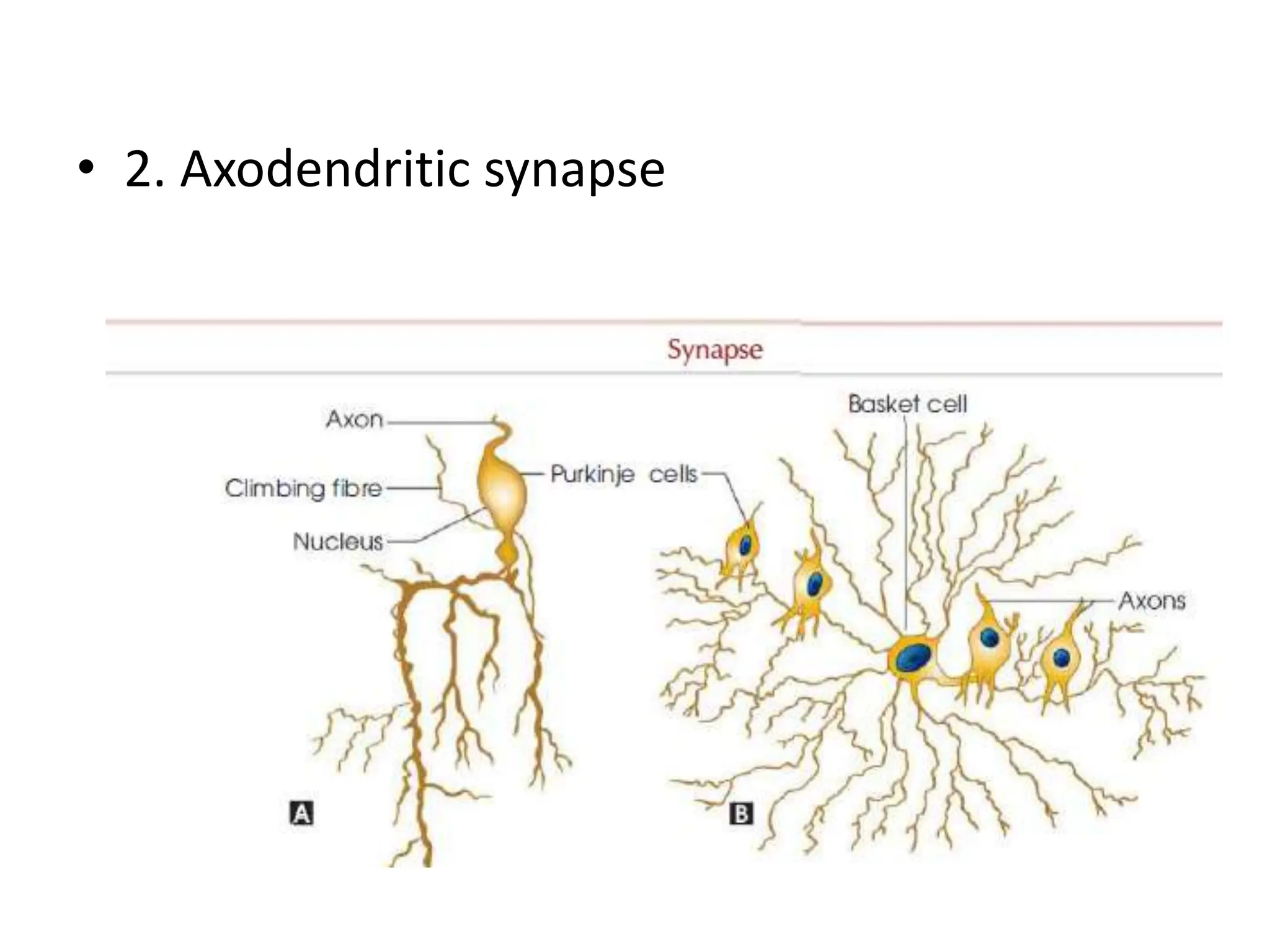 2 Synapse.pptx for first year physiology | PPT