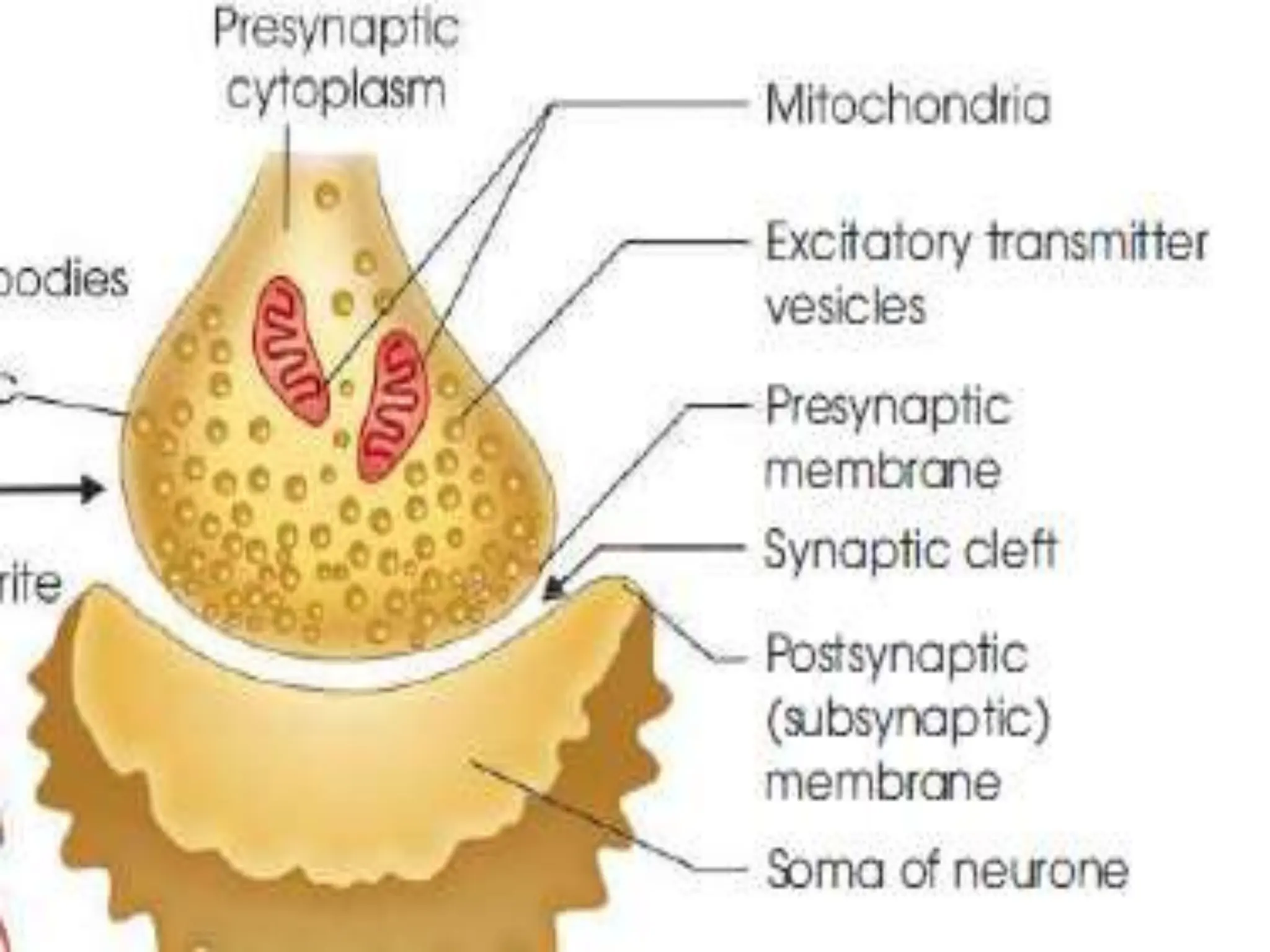 2 Synapse.pptx for first year physiology | PPT